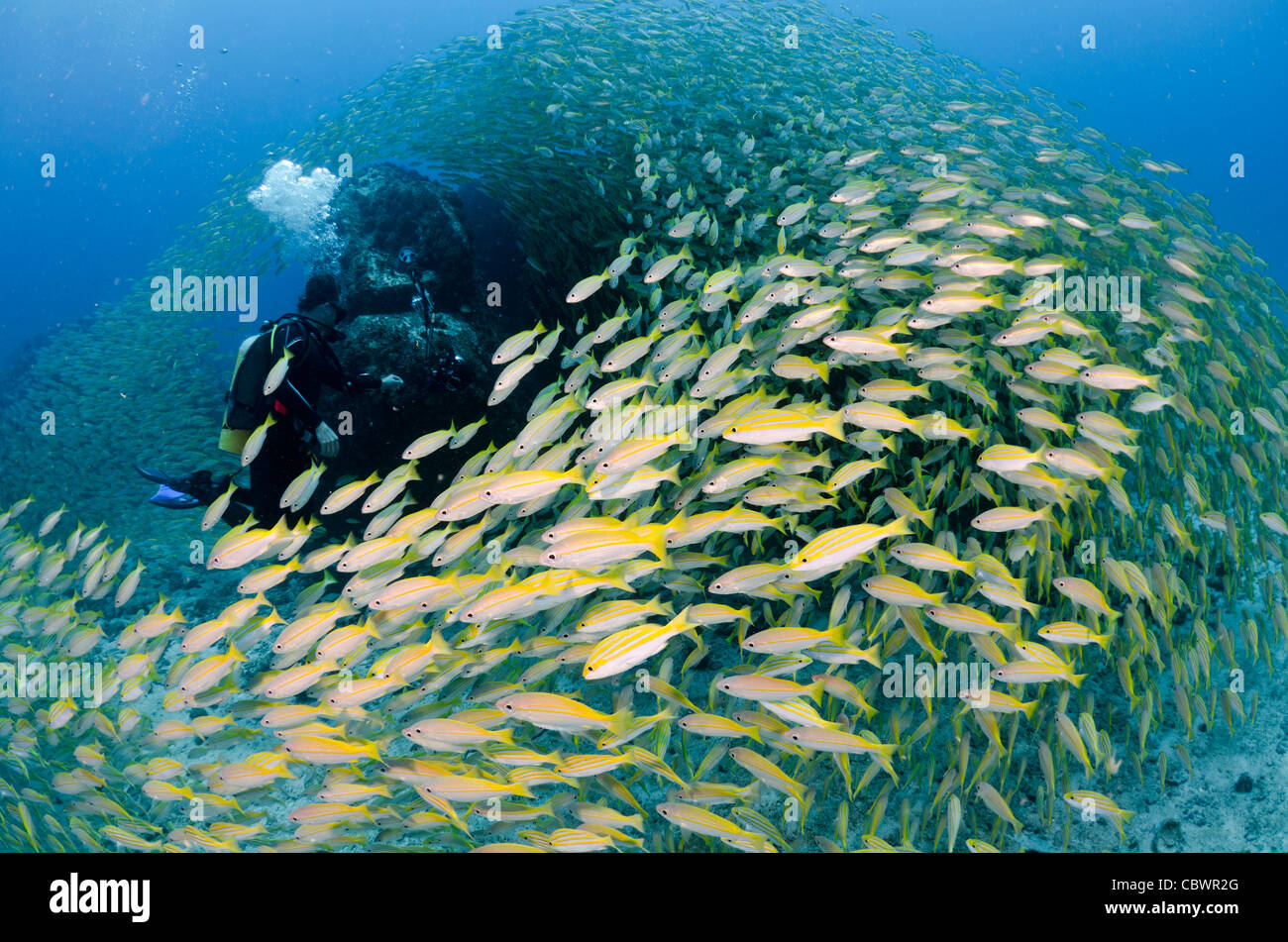 School of blue-striped snapper, Seychelles, Indian Ocean Stock Photo ...