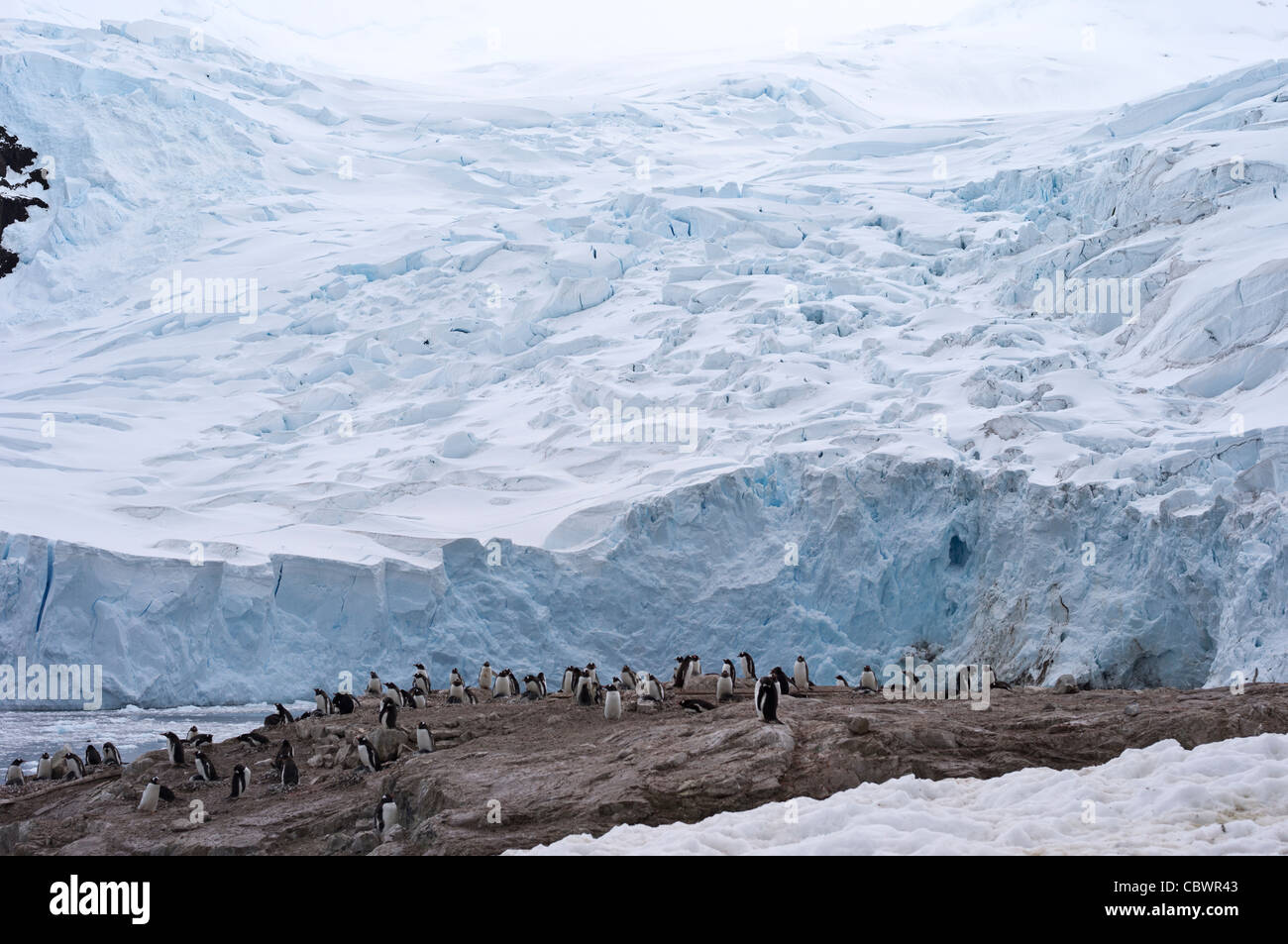 Antarctic neko harbour gentoo hi-res stock photography and images - Alamy