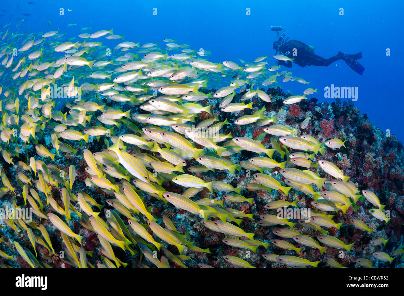School of blue-striped snapper, Seychelles, Indian Ocean Stock Photo ...
