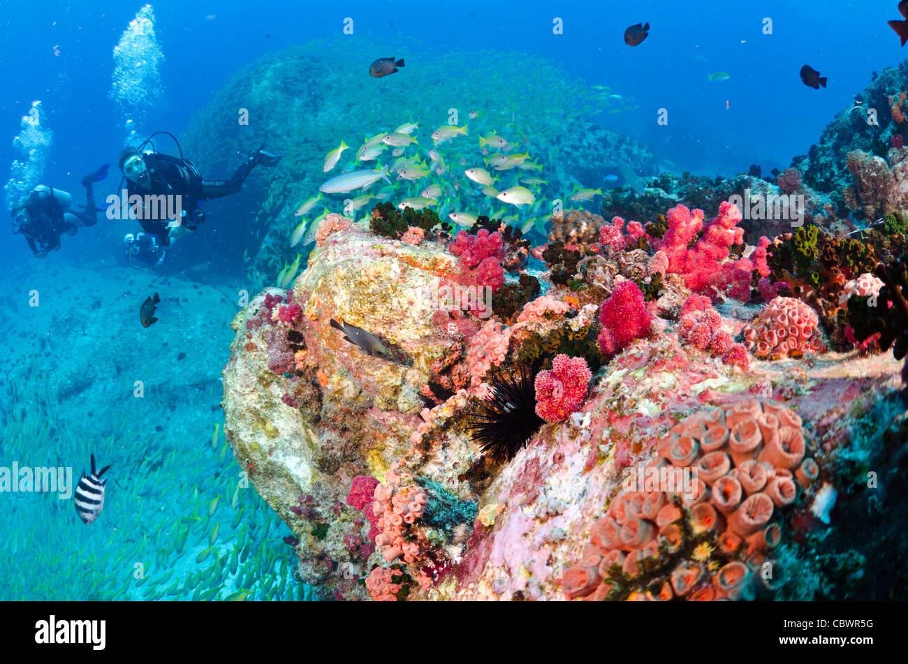 School of blue-striped snapper, Seychelles, Indian Ocean Stock Photo ...