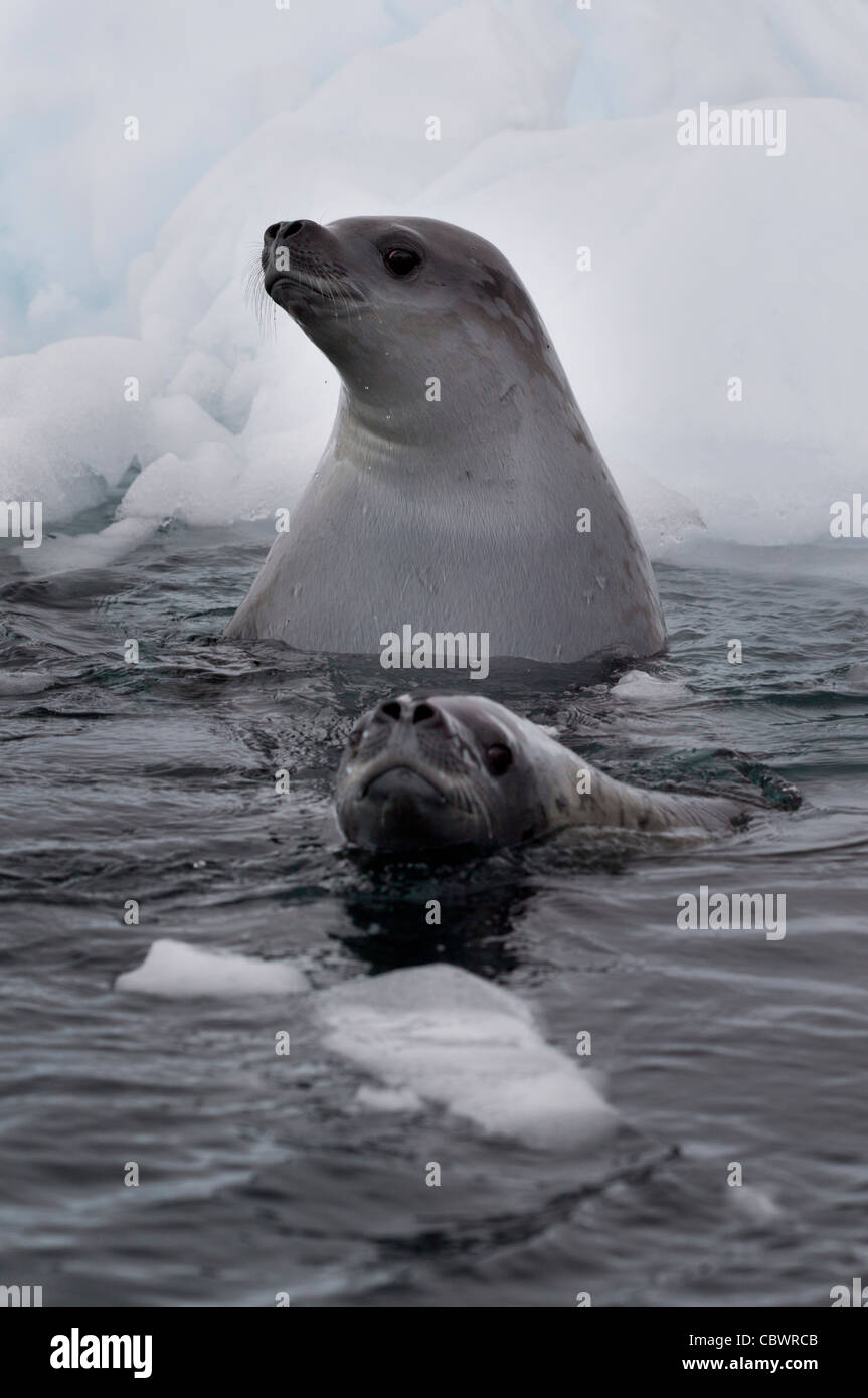 Weddell seals hi-res stock photography and images - Alamy
