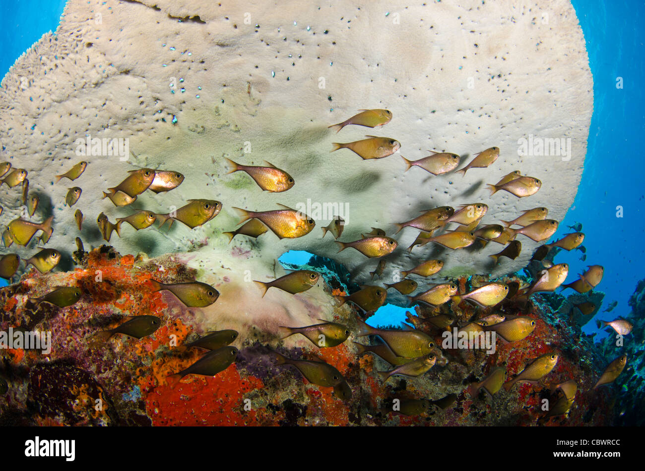 Coral reef, Seychelles, Indian Ocean Stock Photo - Alamy