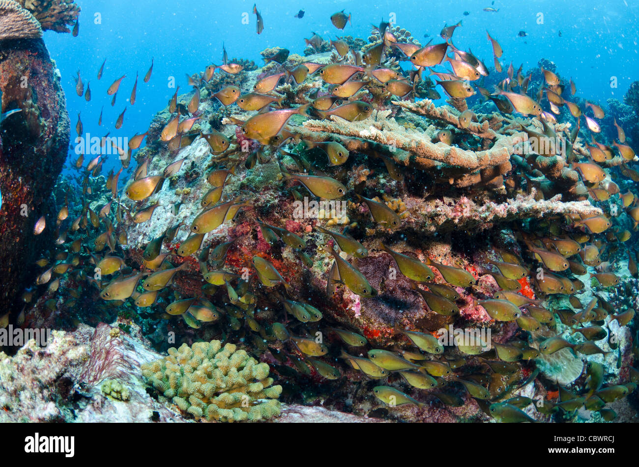 Coral reef, Seychelles, Indian Ocean Stock Photo - Alamy