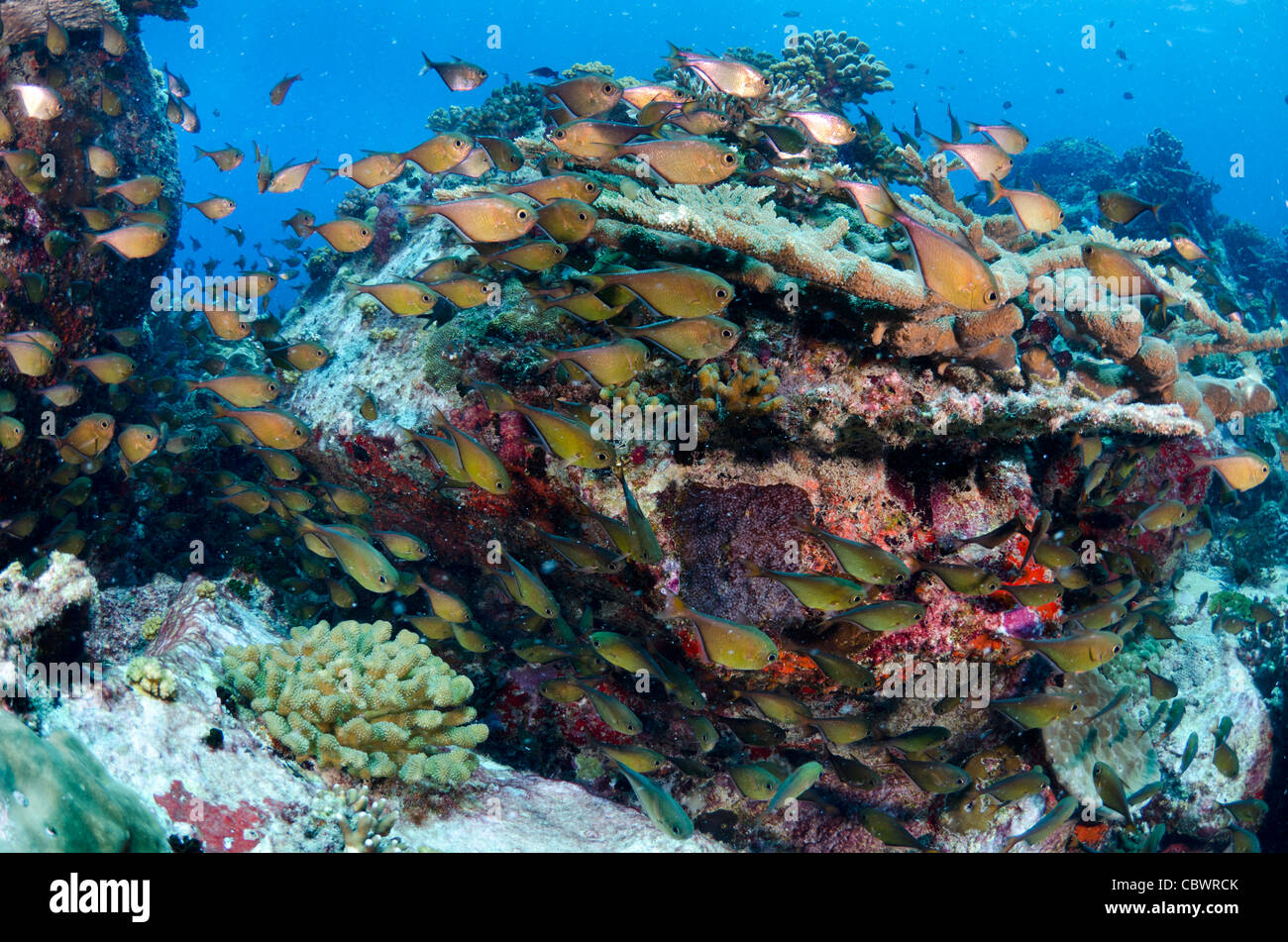 Coral reef, Seychelles, Indian Ocean Stock Photo - Alamy