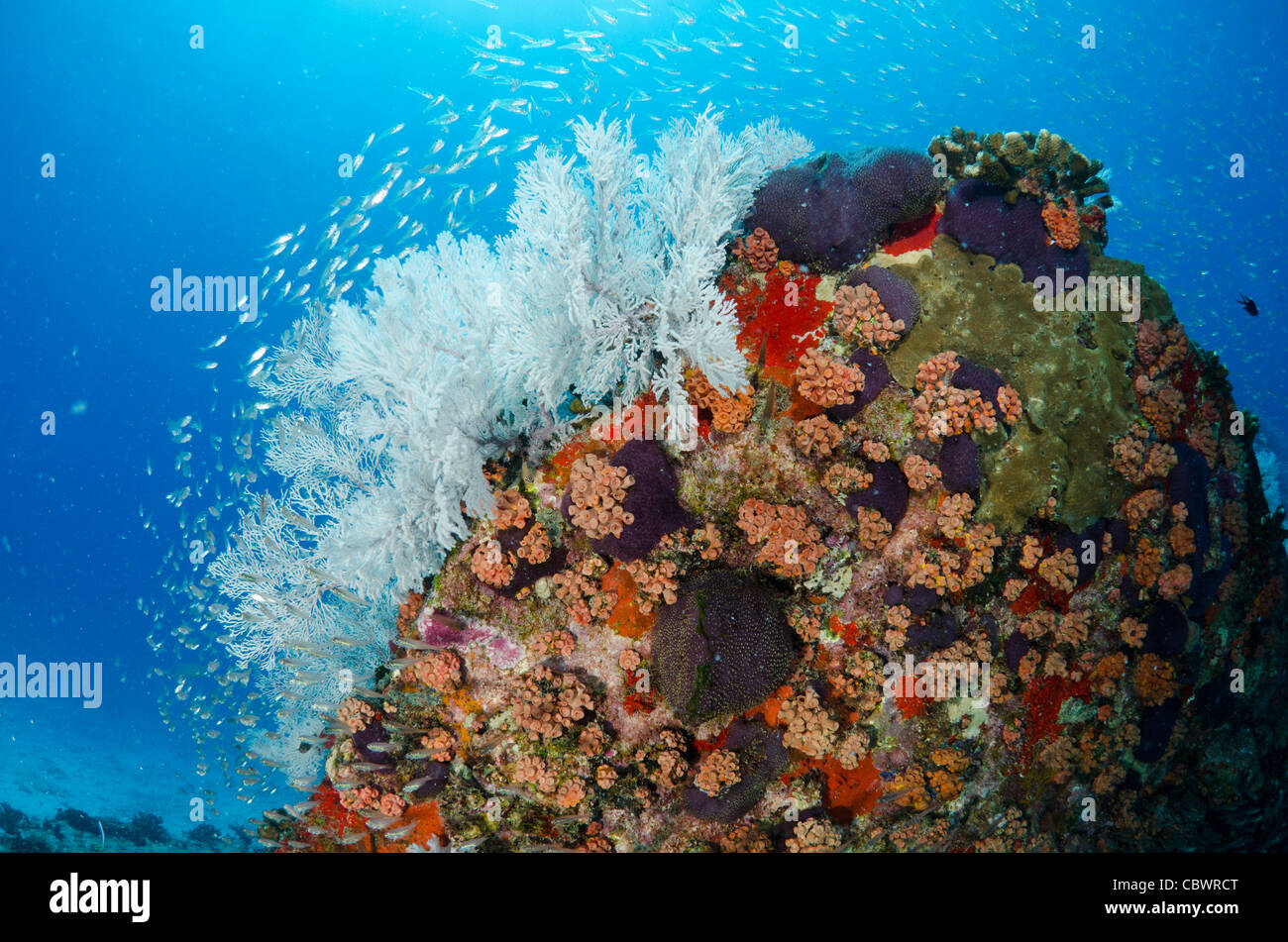Sea fans, Seychelles, Indian Ocean Stock Photo - Alamy