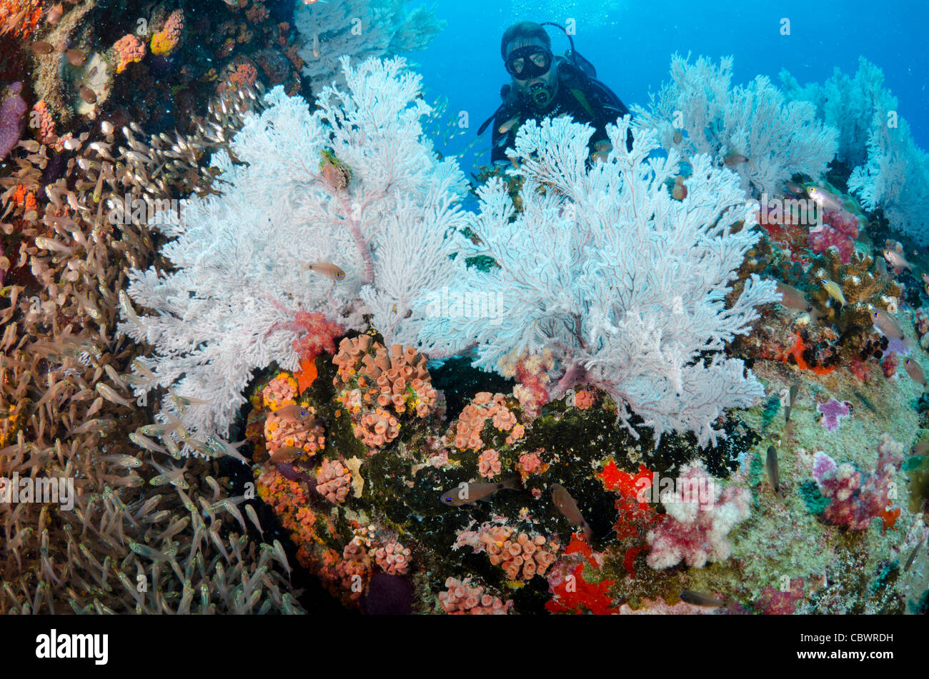 Sea fans, Seychelles, Indian Ocean Stock Photo - Alamy