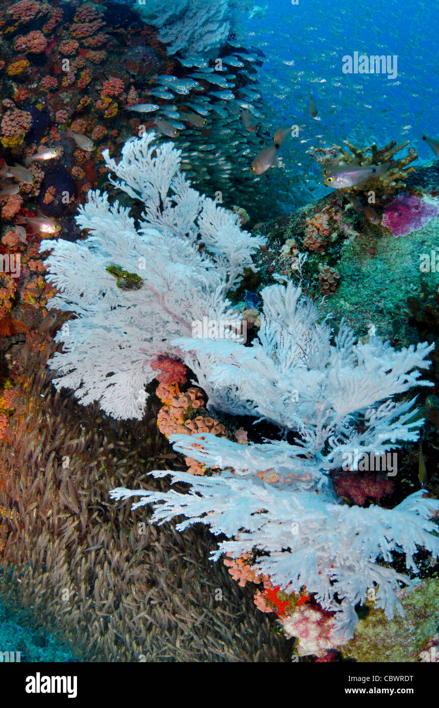 Sea fans, Seychelles, Indian Ocean Stock Photo - Alamy