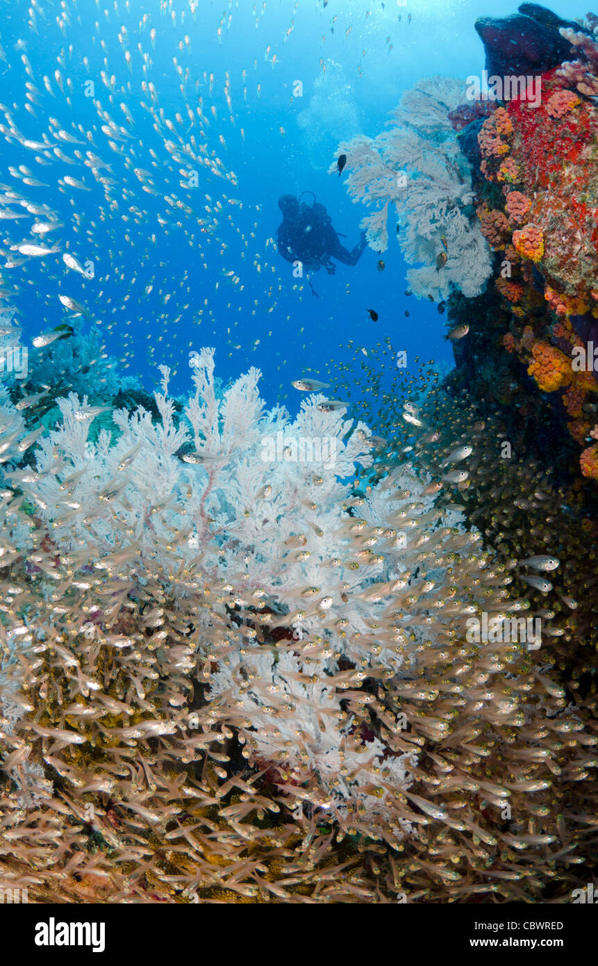 Sea fans, Seychelles, Indian Ocean Stock Photo - Alamy