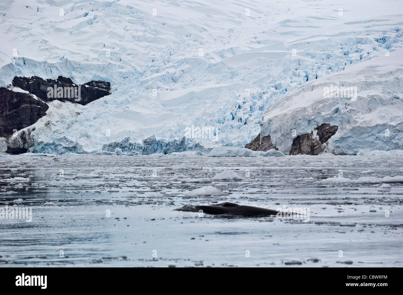 ANTARCTIC MINKE WHALE SNOUT NEKO HARBOUR ANTARCTICA Stock Photo - Alamy