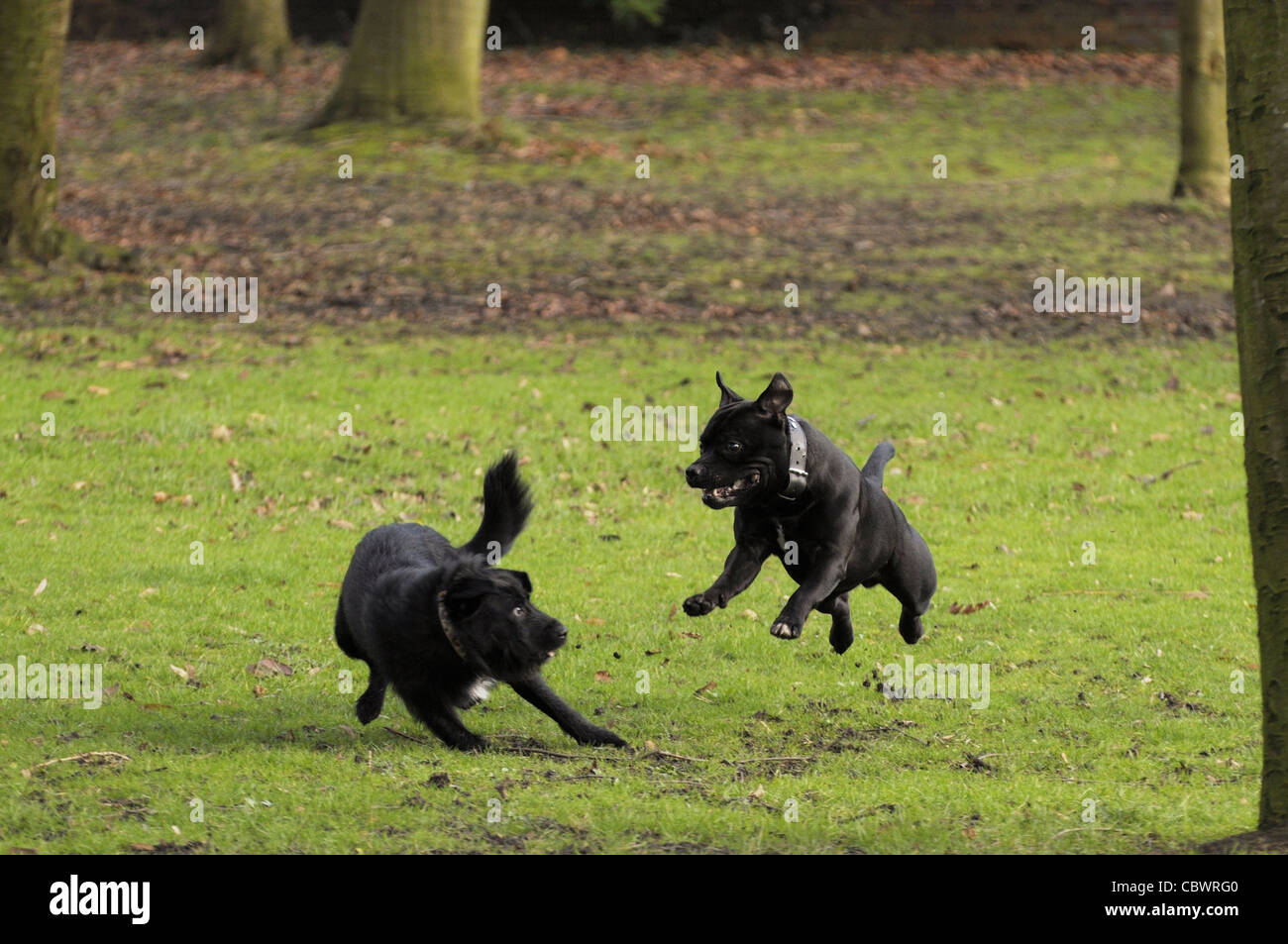 Two black dogs playing Stock Photo - Alamy