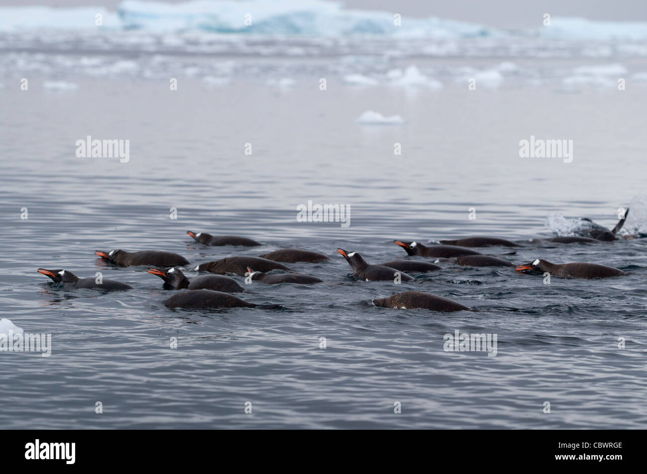 Antarctic neko harbour gentoo hi-res stock photography and images - Alamy