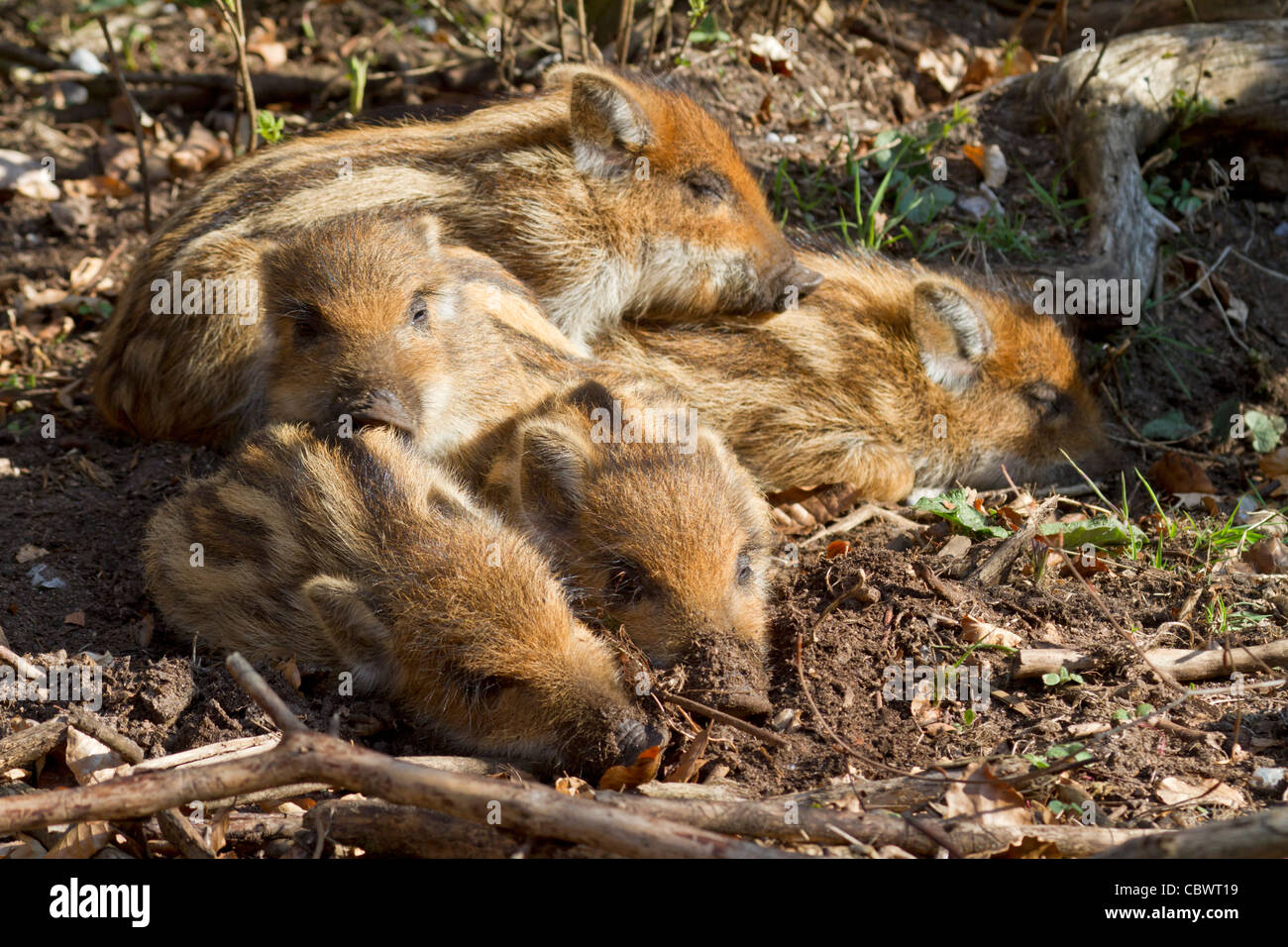 Young wild boars (Sus scrofa Stock Photo - Alamy