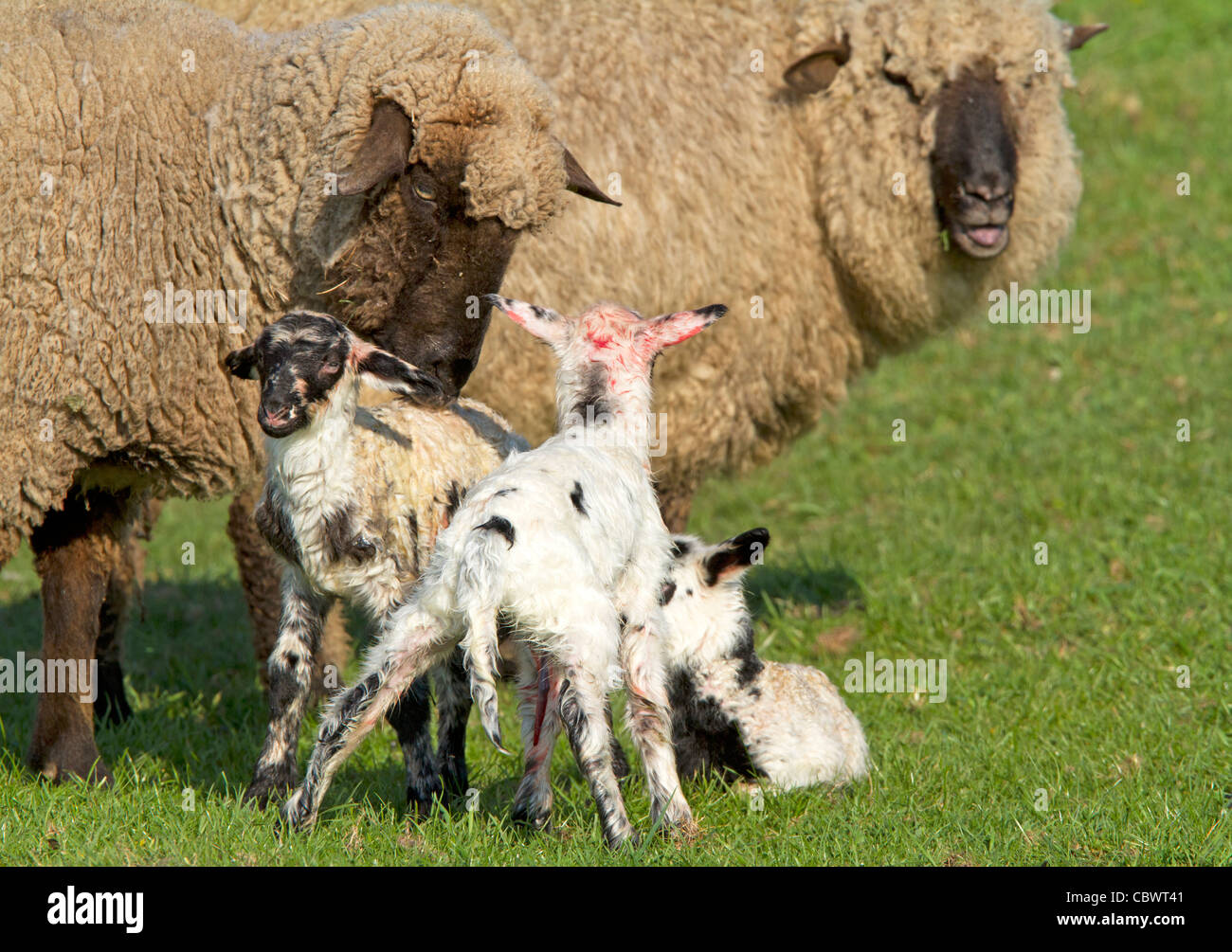 Domestic sheep ovis aries lamb hi-res stock photography and images - Alamy