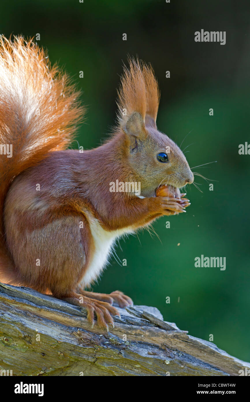 Red squirrel (Sciurus vulgaris Stock Photo - Alamy