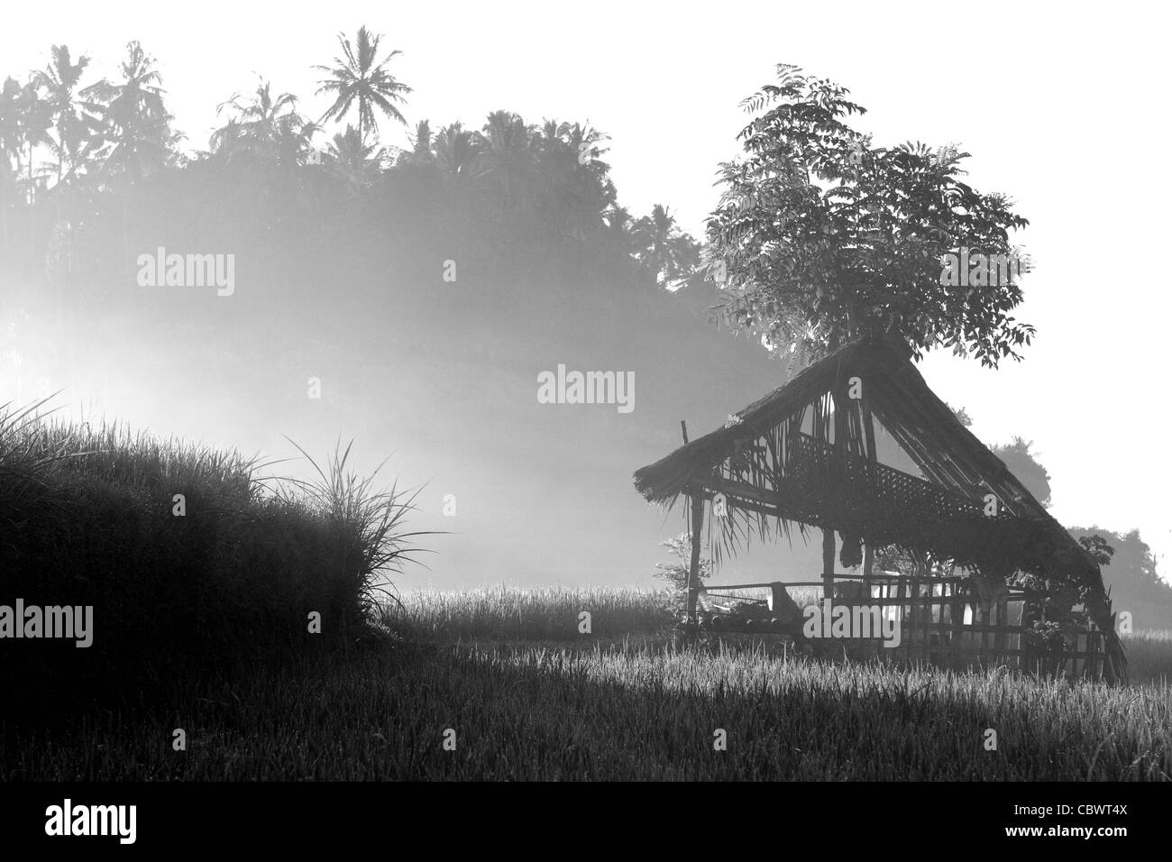 Rice paddy bamboo hut hi-res stock photography and images - Alamy