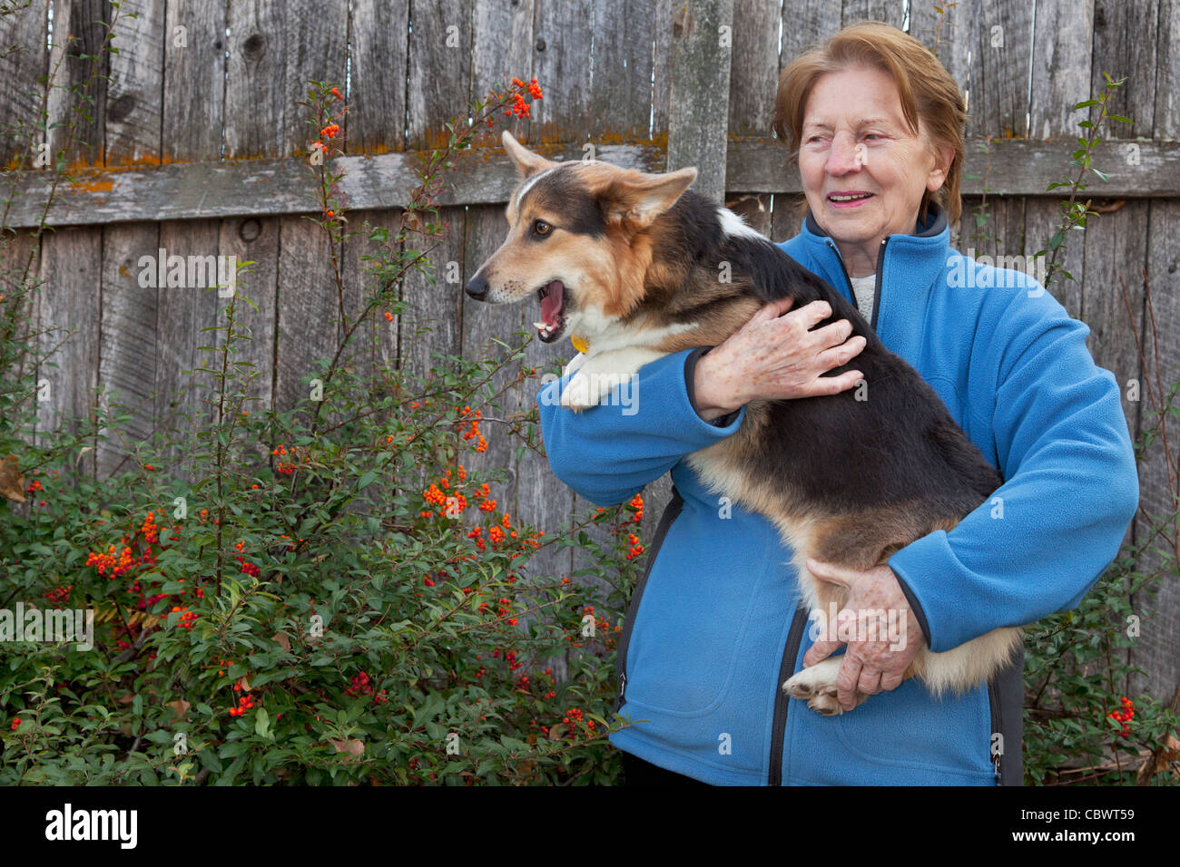 senior woman (eightiy years old) holding an active tri-color Pembroke ...