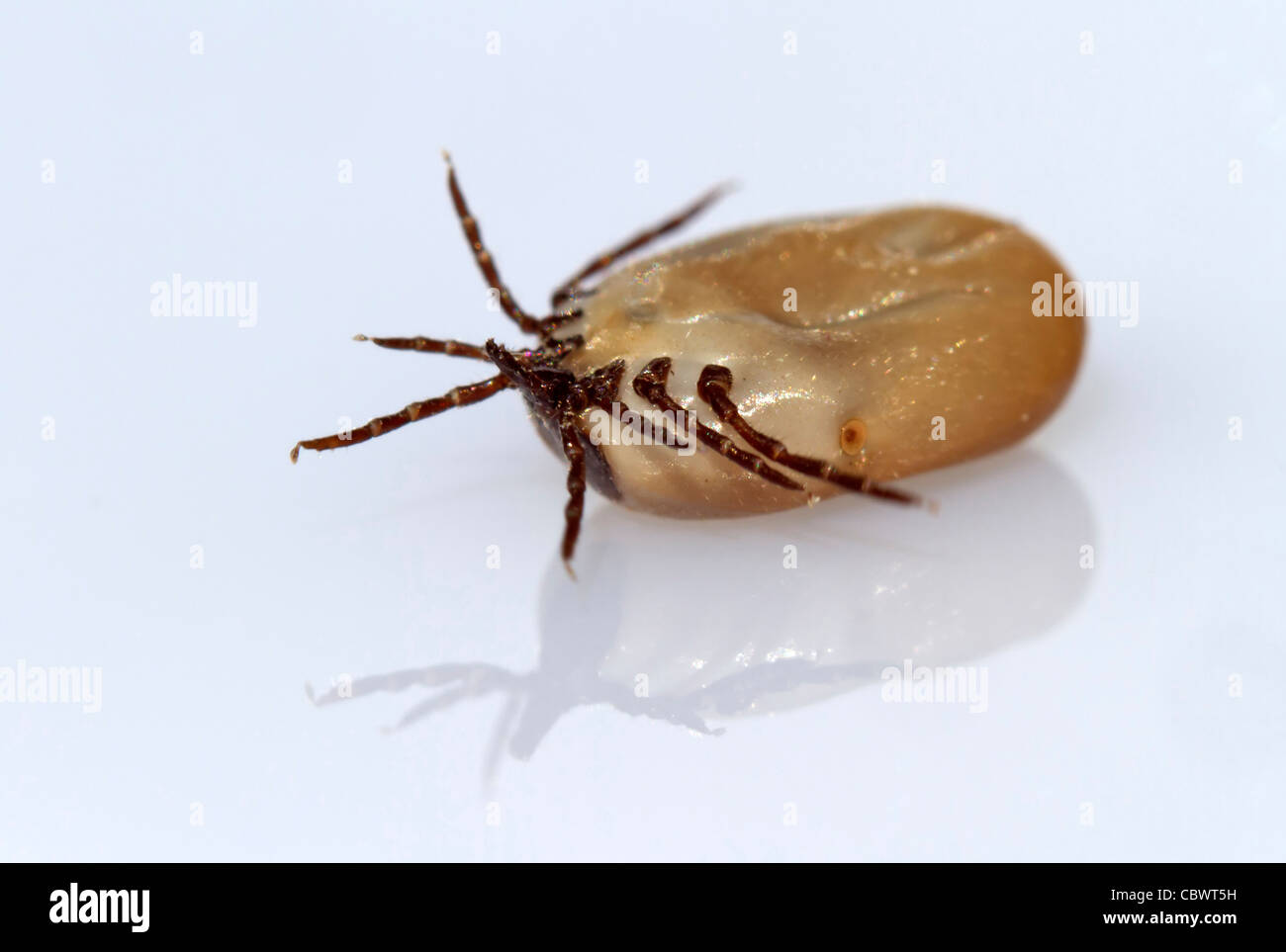 Tick insect hi-res stock photography and images - Alamy