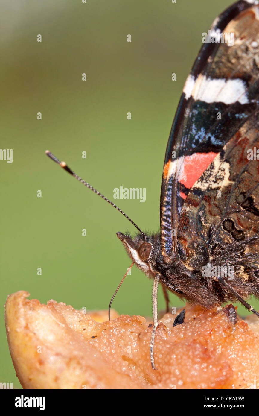 Red Admiral (Vanessa atalanta Stock Photo - Alamy