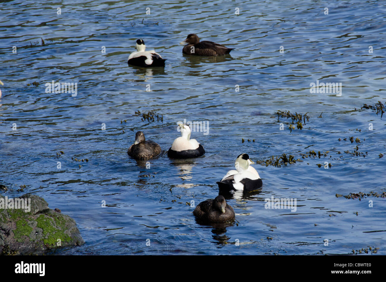 Denmark, Faroe Islands, Island of Streymoy. Common Eider duck (WILD: Somateria mollissima ...