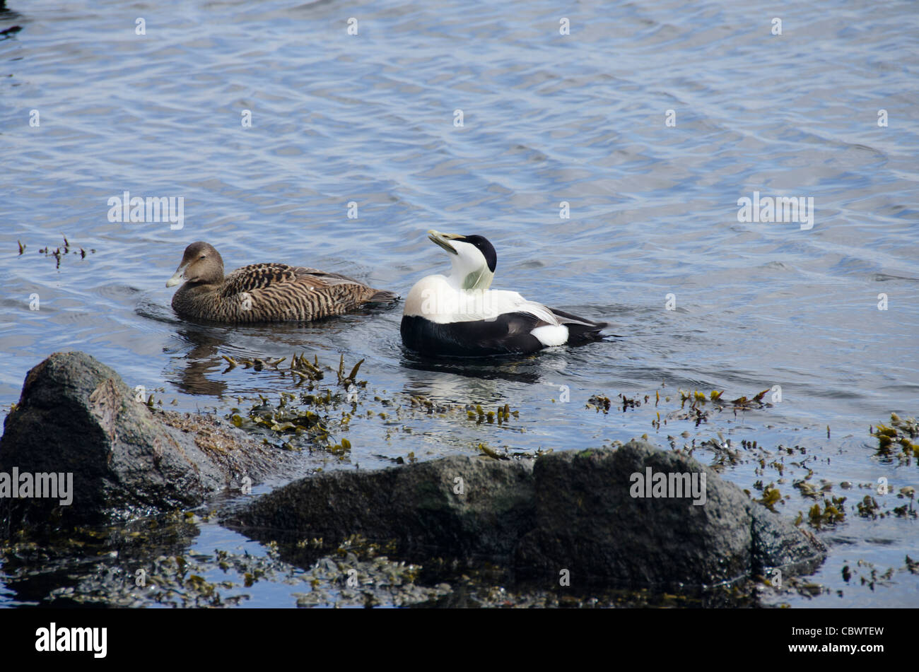 Denmark, Faroe Islands, Island of Streymoy. Common Eider duck (WILD: Somateria mollissima ...
