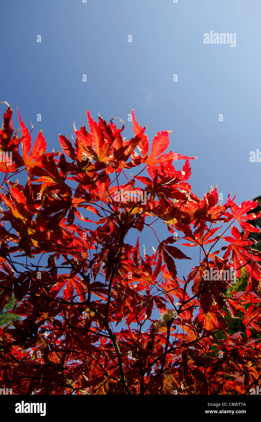 Scotland, Inner Hebrides, Isle of Skye. Armadale Castle Gardens. Red ...