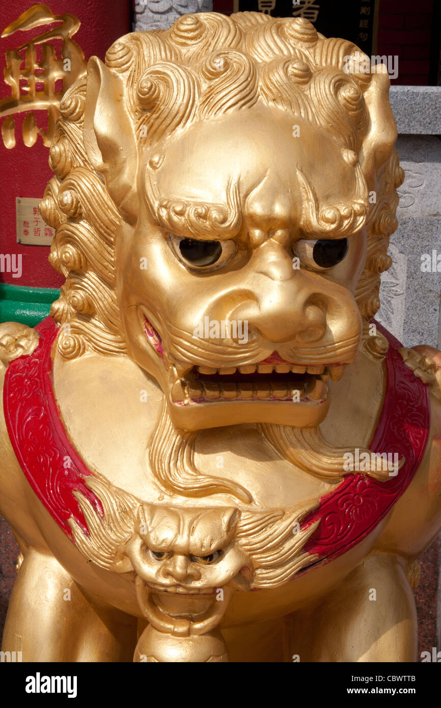 Fat lion hi-res stock photography and images - Alamy