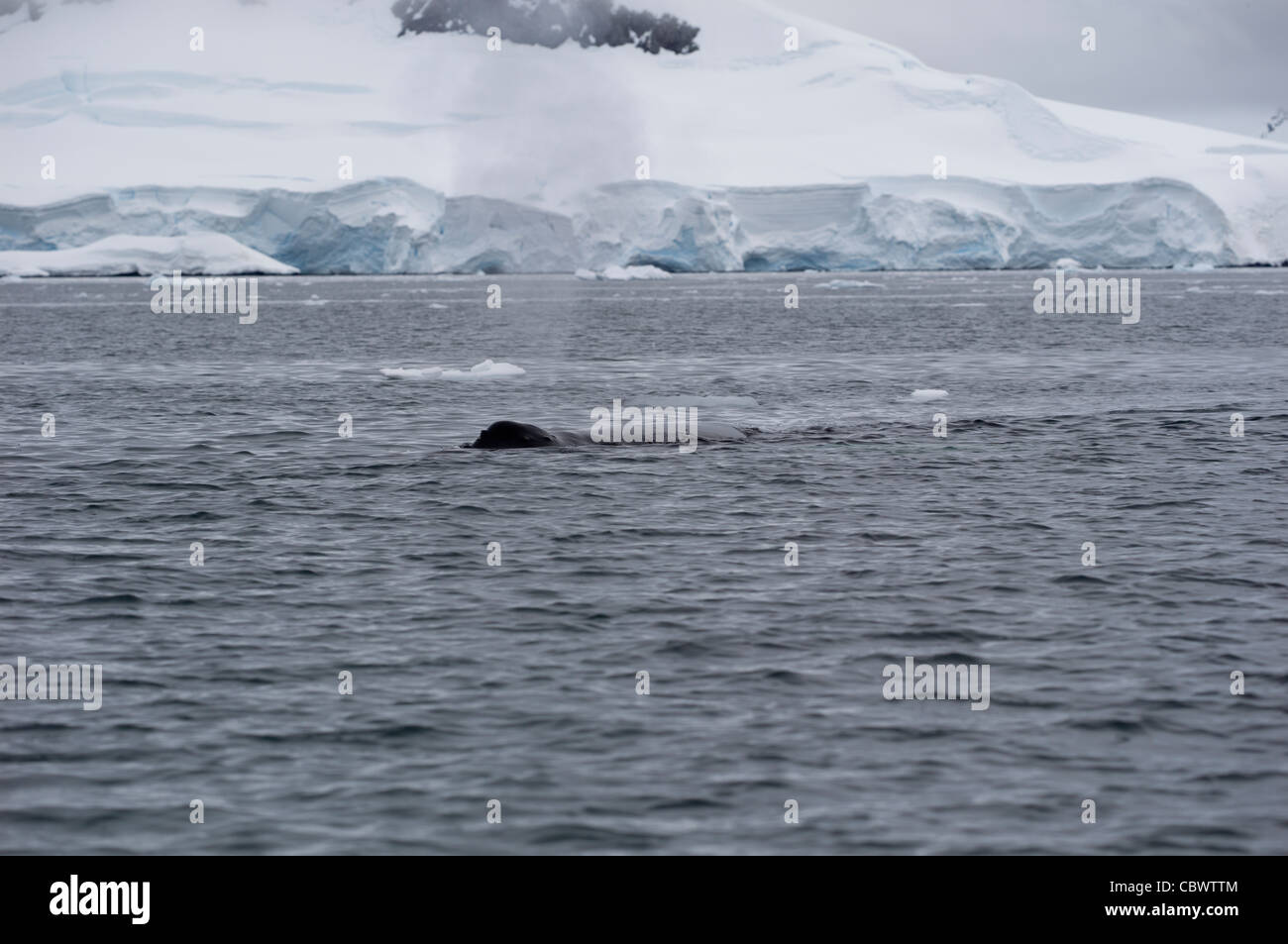 HUMPBACK WHALE SNOUT & BLOW, WILHELMINA BAY, ANTARCTICA Stock Photo - Alamy