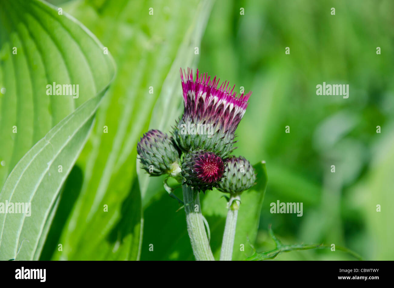 Scotland, Inner Hebrides, Isle of Skye. Armadale Castle Gardens ...