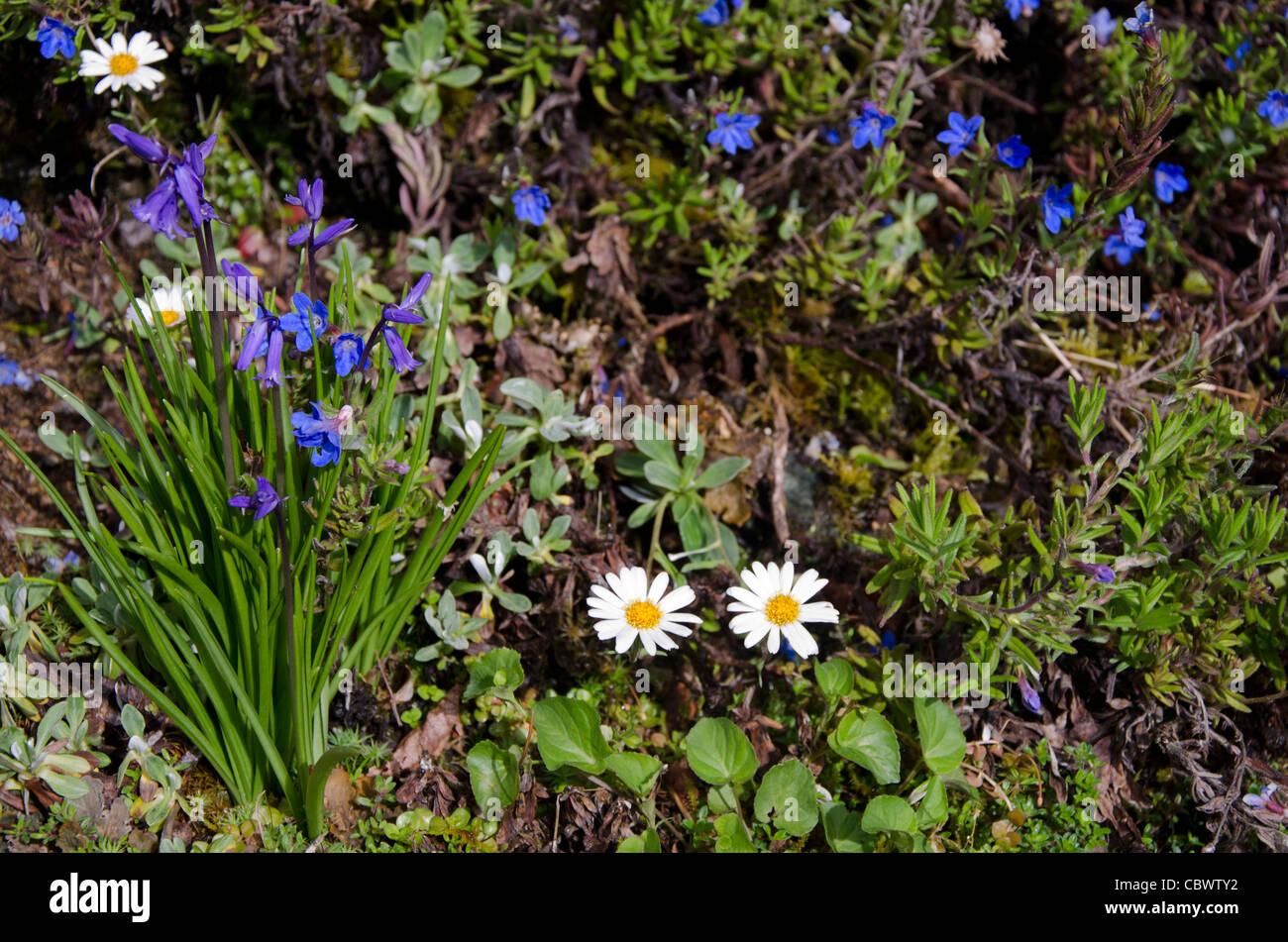 Scotland, Inner Hebrides, Isle of Skye. Armadale Castle Gardens Stock ...