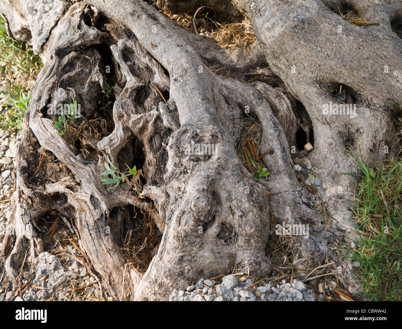 Olive tree in Dassia near Corfu Town on the island of Corfu in the ...