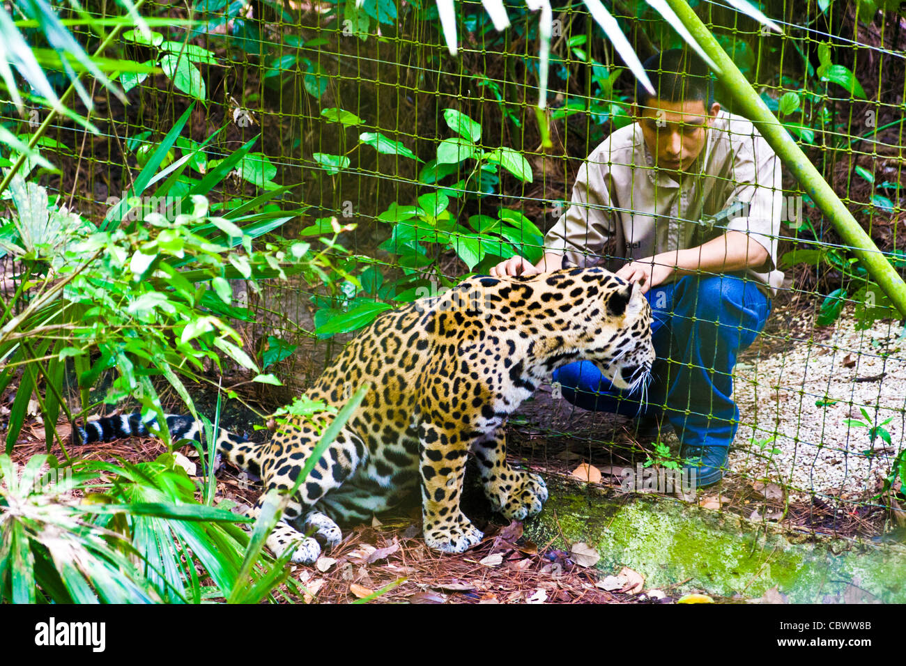 Jaguar cage hi-res stock photography and images - Alamy