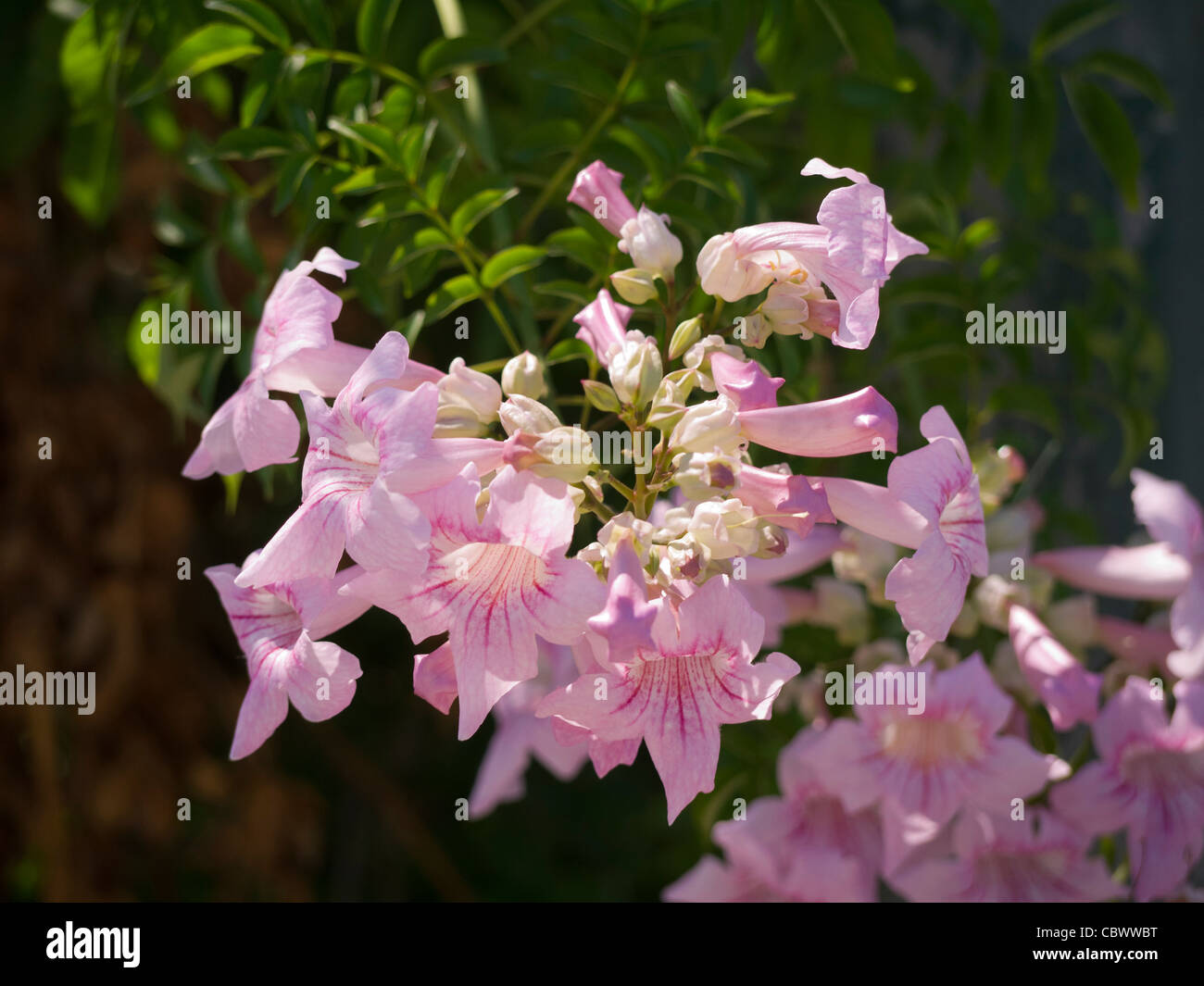 Flowers of the Island of Corfu in the Ionian Islands in Greece Stock ...