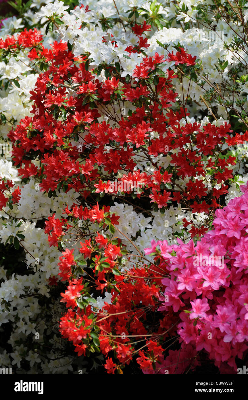 AZALEAS AT EXBURY GARDENS, NEW FOREST, HAMPSHIRE Stock Photo - Alamy
