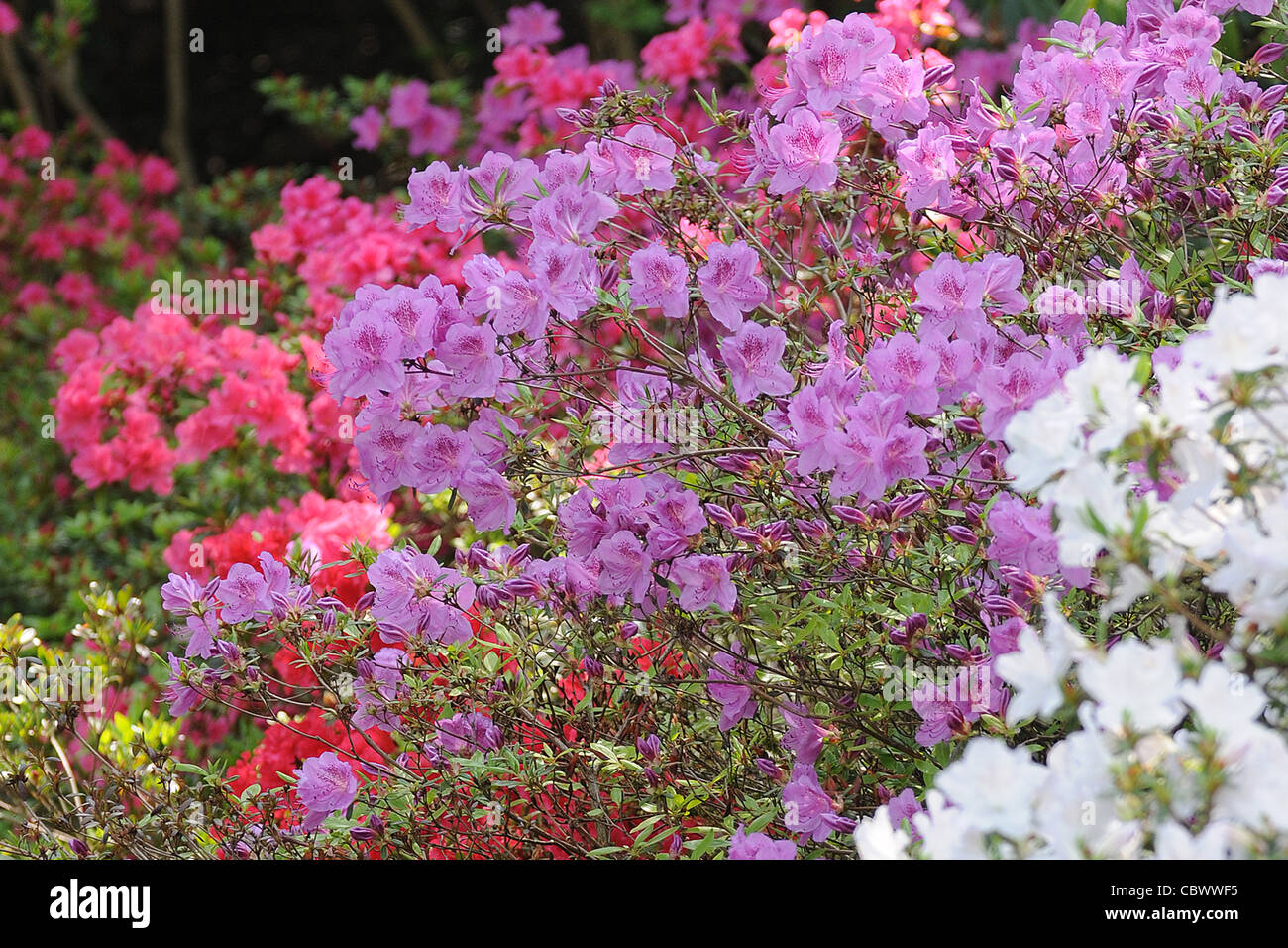 AZALEAS AT EXBURY GARDENS, NEW FOREST, HAMPSHIRE Stock Photo - Alamy