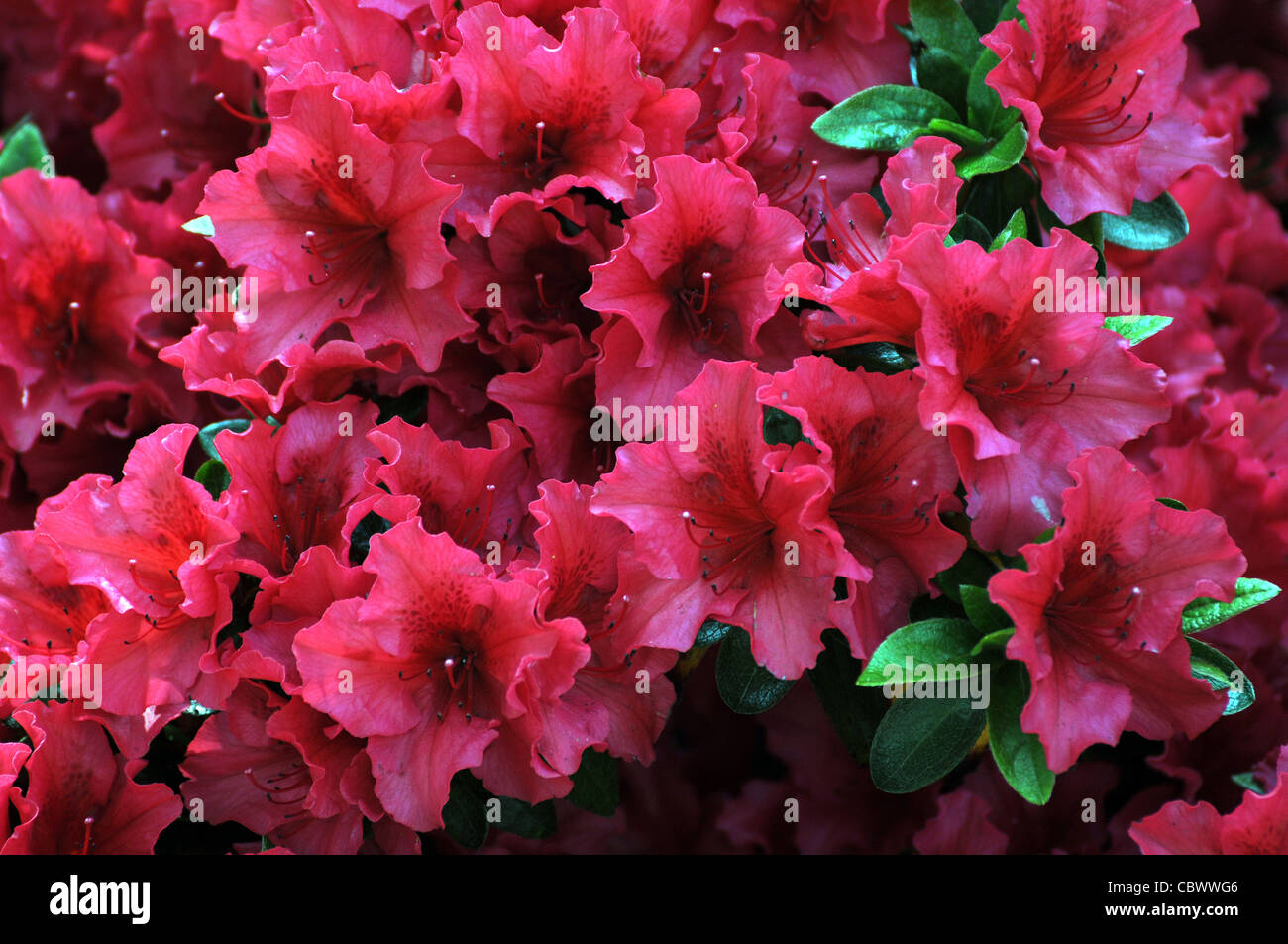 Azaleas hi-res stock photography and images - Alamy
