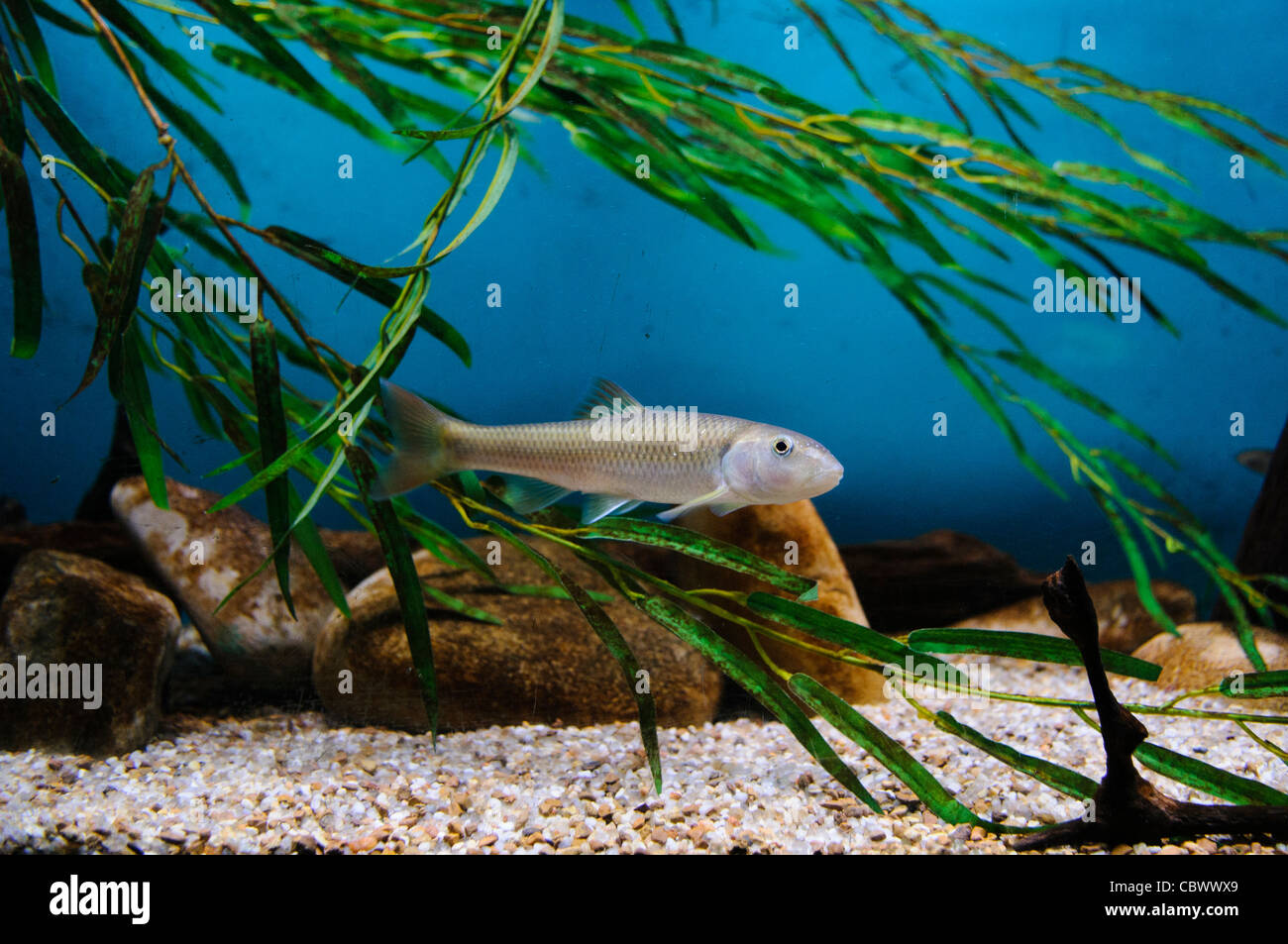 National Aquarium Fish Tank Display Washington DC // WASHINGTON DC — A ...