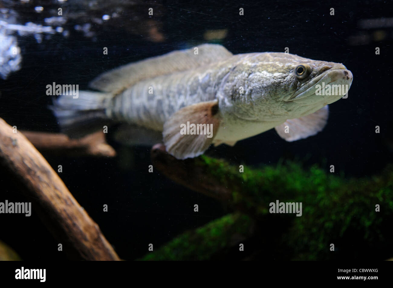 Snakehead Fish High Resolution Stock Photography and Images - Alamy
