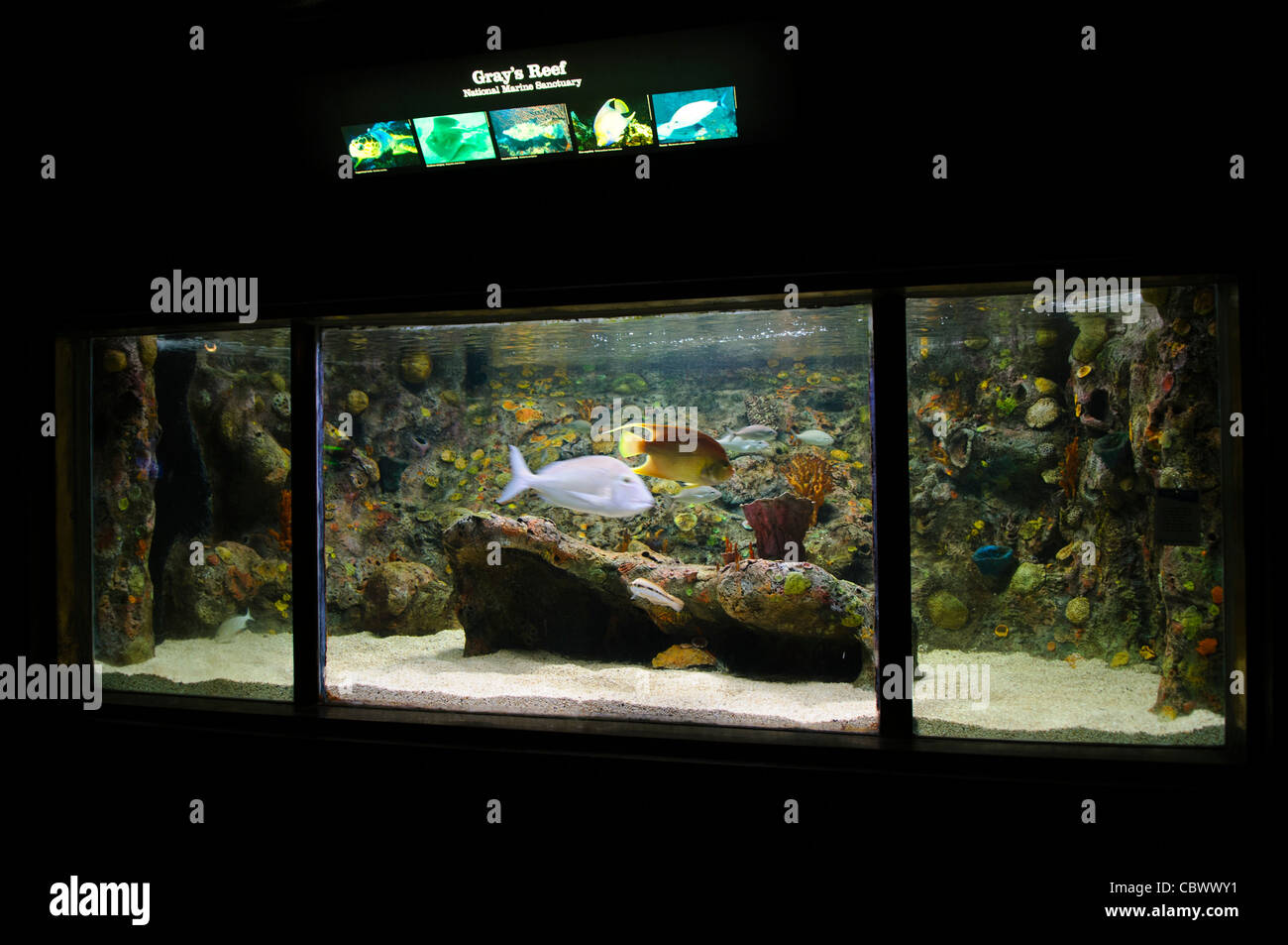 Marine life exhibit hi-res stock photography and images - Alamy