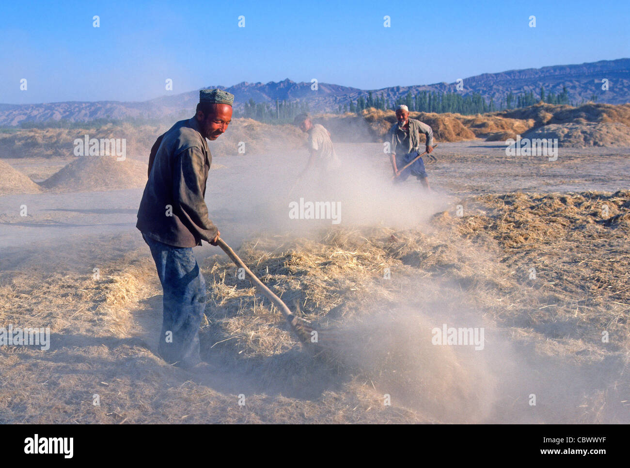 Three Uyghur farmers winnowing hay Xinjiang China Stock Photo - Alamy