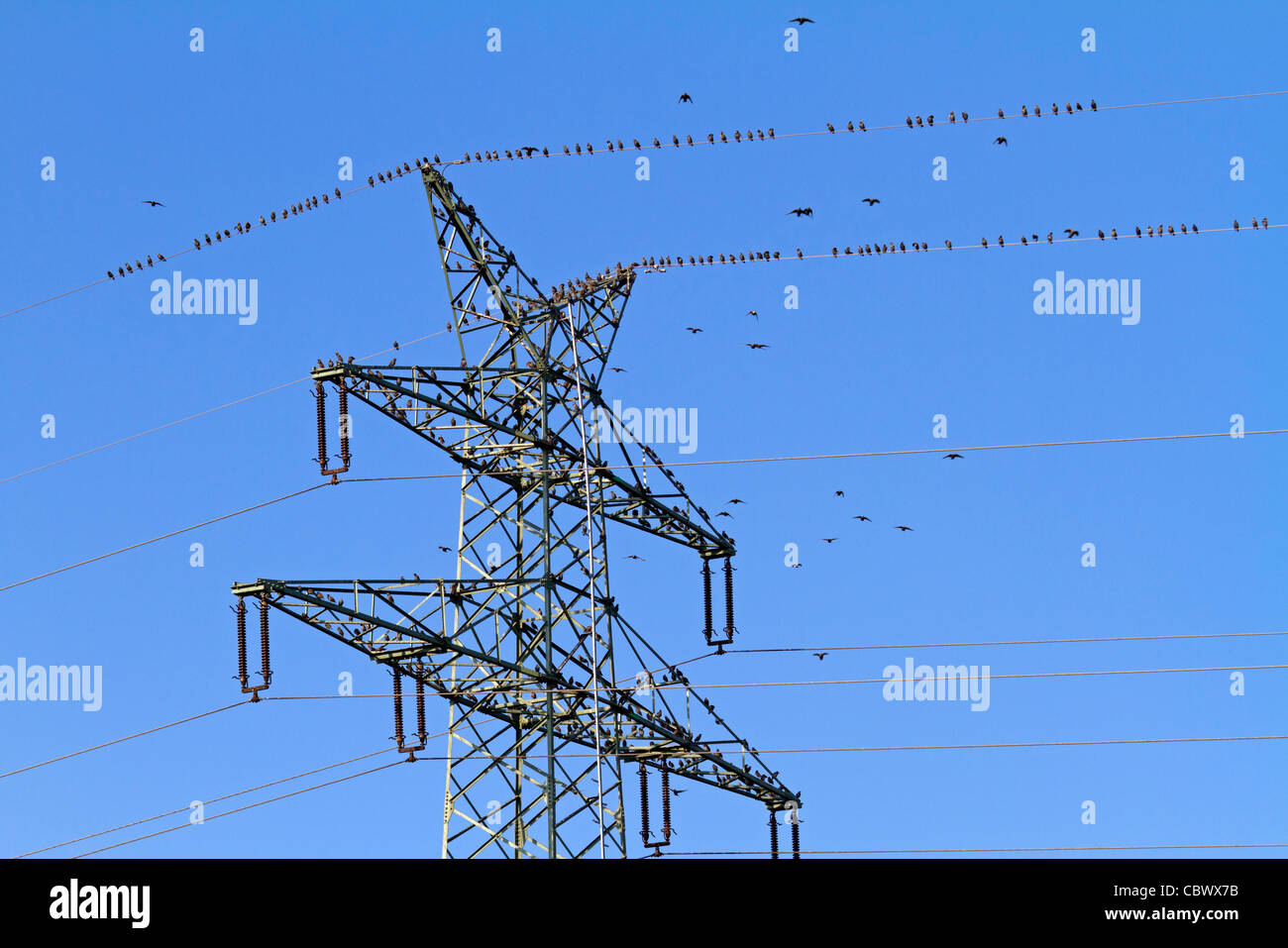 Birds at pylon hi-res stock photography and images - Alamy