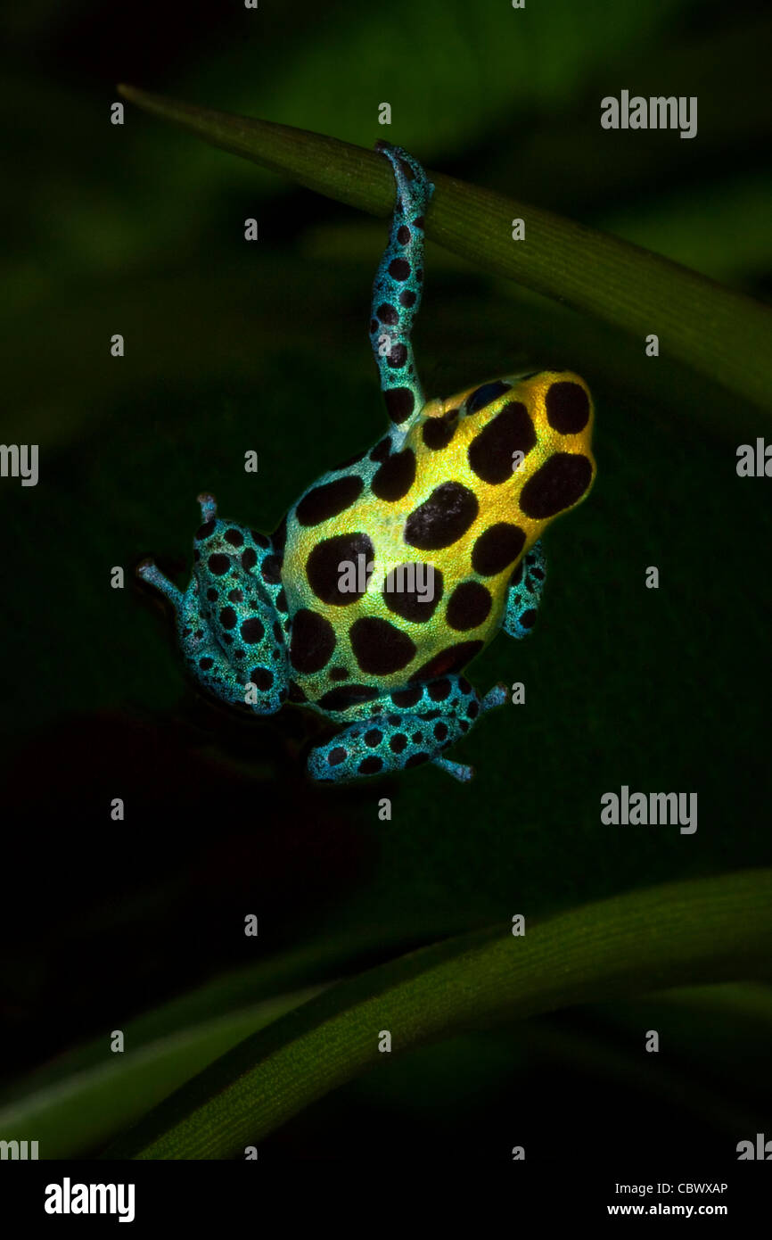 Variable dart frog (Dendrobates variabilis) (Zimmermann's Poison Frog ...