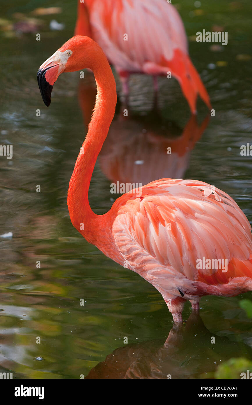 Asahiyama zoo hi-res stock photography and images - Alamy