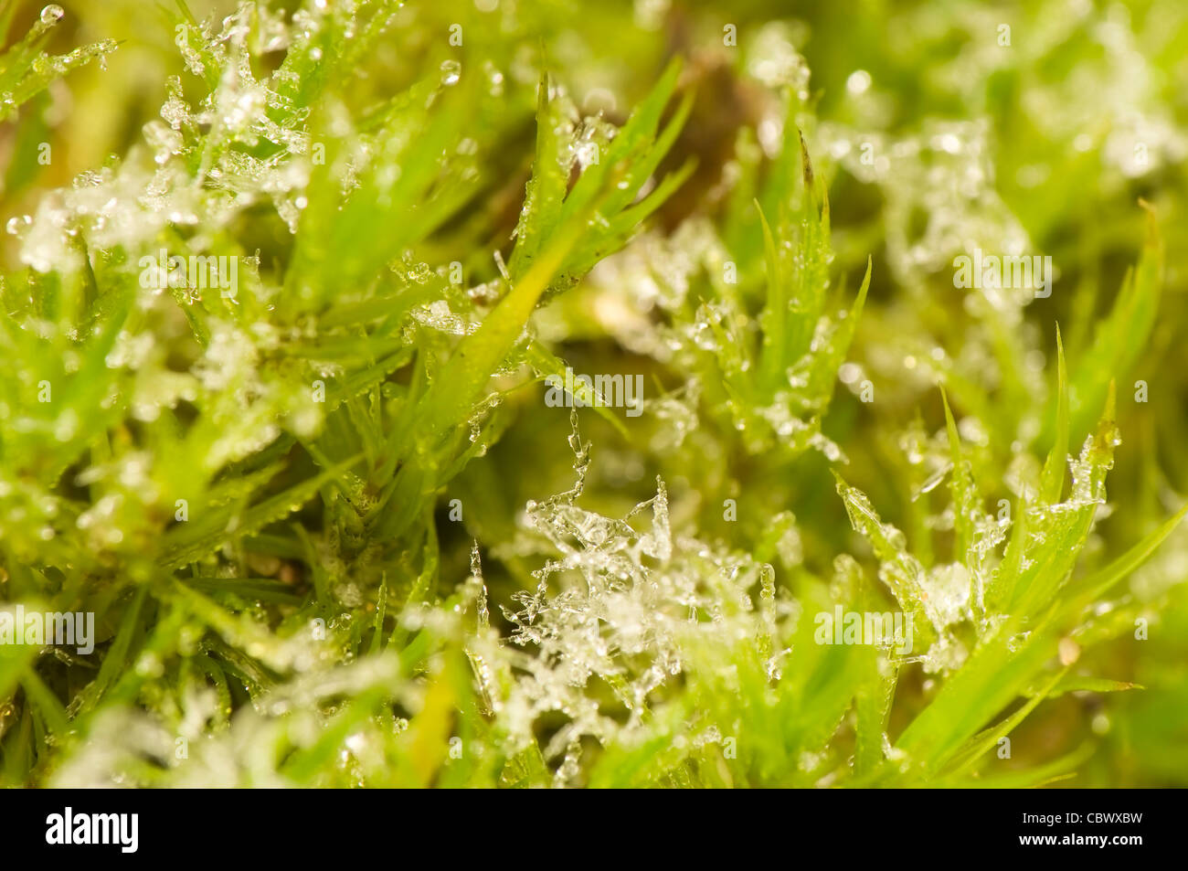 Moss and snow Stock Photo - Alamy