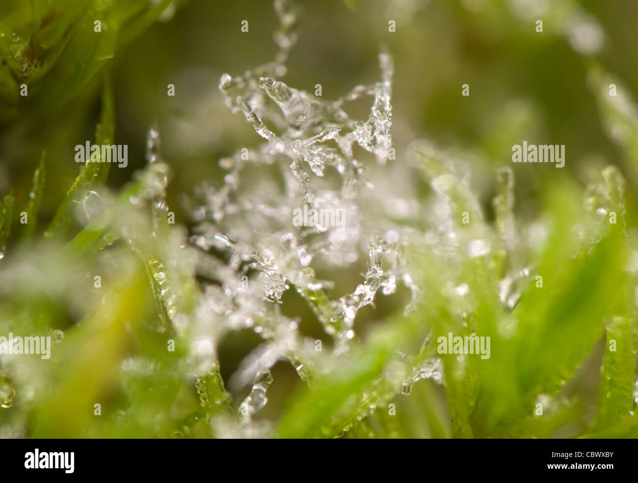 Moss and ice Stock Photo - Alamy