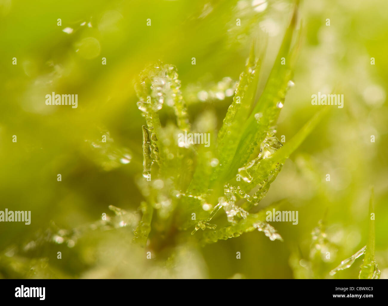 Crystal marsh hi-res stock photography and images - Alamy