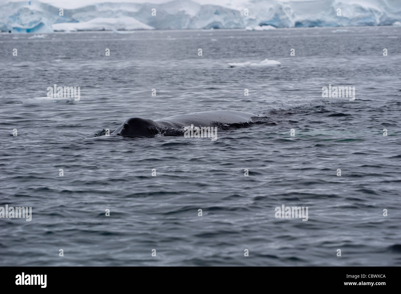 HUMPBACK WHALE SNOUT & BLOW, WILHELMINA BAY, ANTARCTICA Stock Photo - Alamy