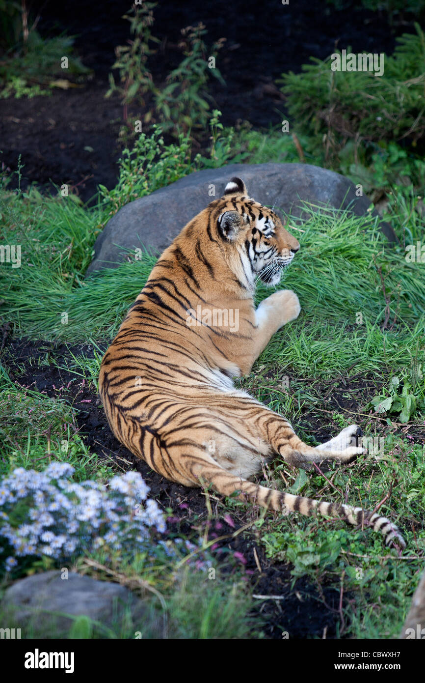 Tiger at the Asahiyama zoo in Hokkaido, Japan Stock Photo - Alamy