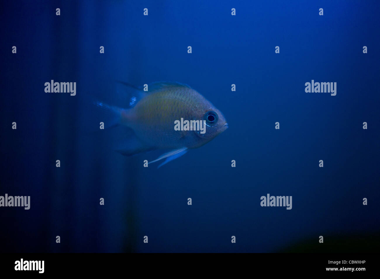 A little fish floats in the water Stock Photo - Alamy