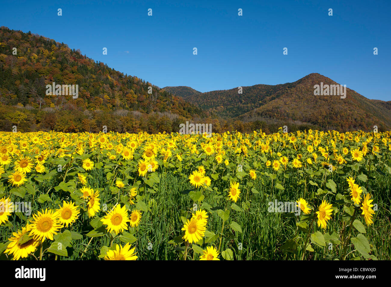 Sunflower field in Hokkaido, Japan Stock Photo - Alamy