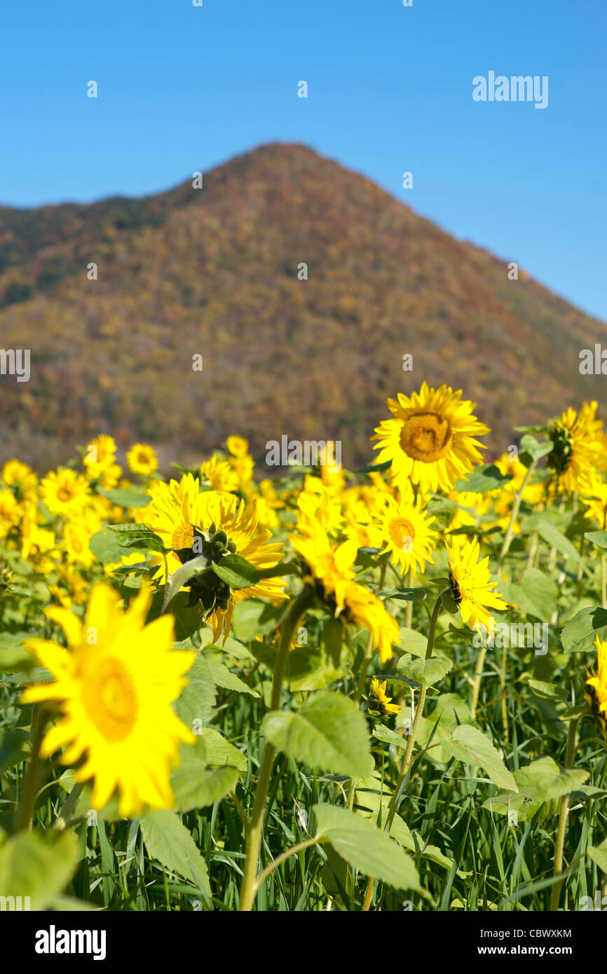 Sunflower field in Hokkaido, Japan Stock Photo - Alamy
